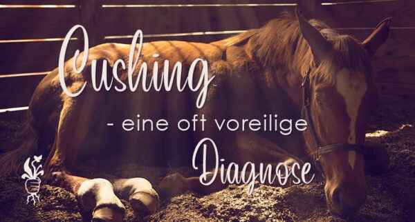 Das Cushing-Syndrom beim Pferd | mission-gesundheit.online
