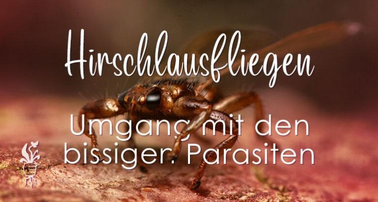 Hirschlausfliegen -alles, was man wissen sollte | mission-gesundheit.online